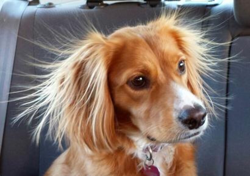 13 Pets Who Are Seriously Struggling With Static - The Dodo