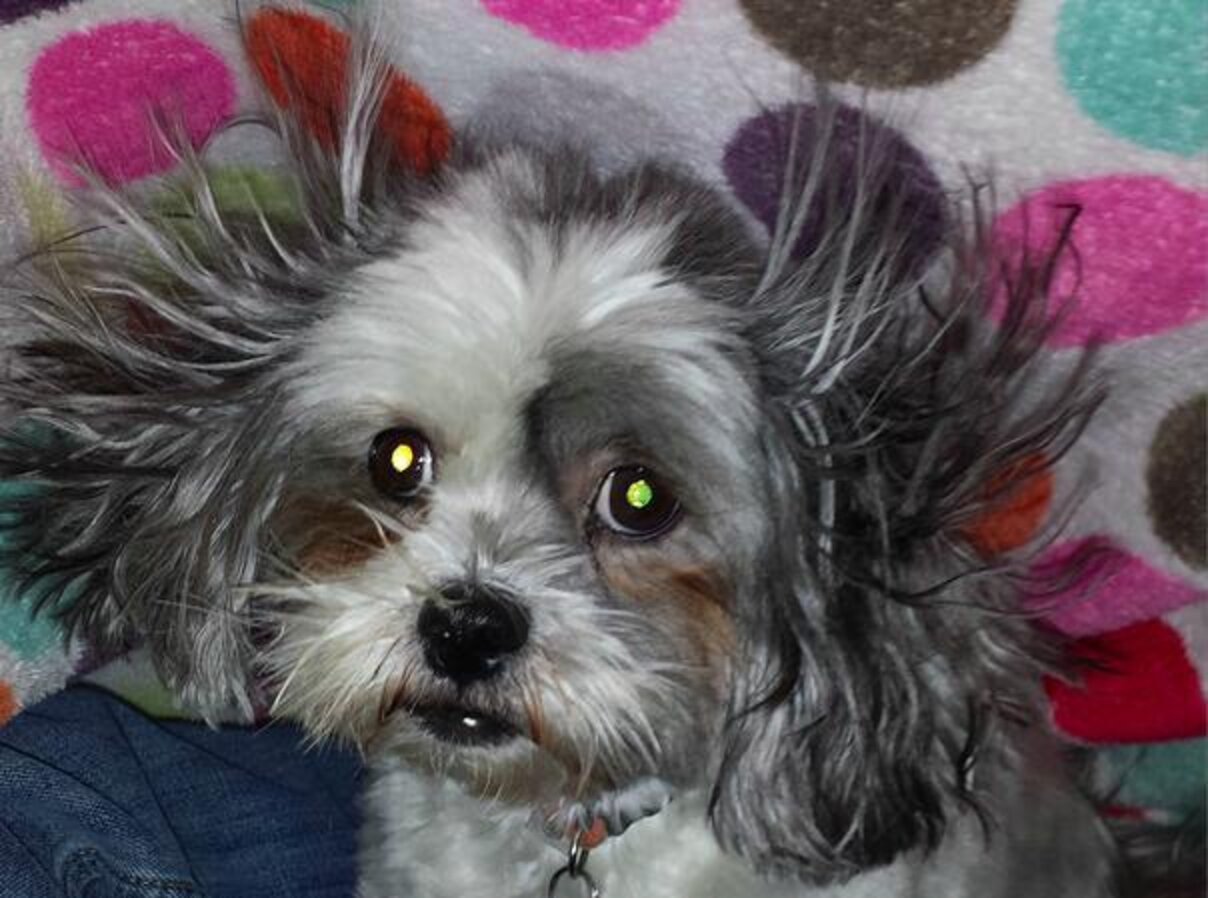 13 Pets Who Are Seriously Struggling With Static - The Dodo