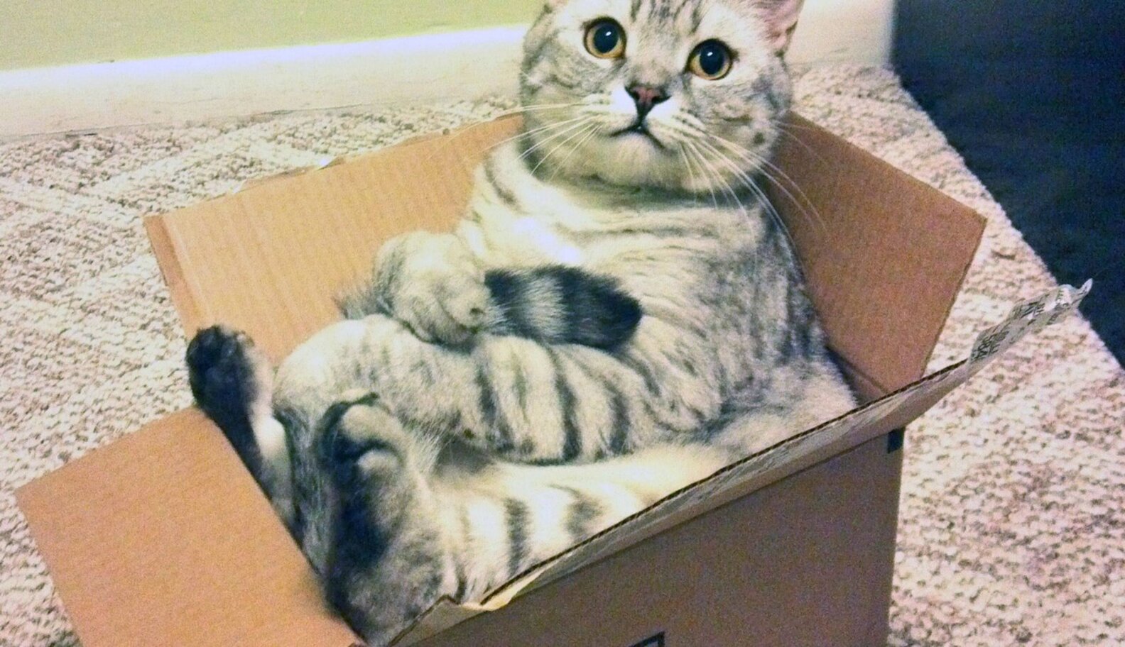12 Cats Who Just Can't Contain Their Love Of Boxes - The Dodo