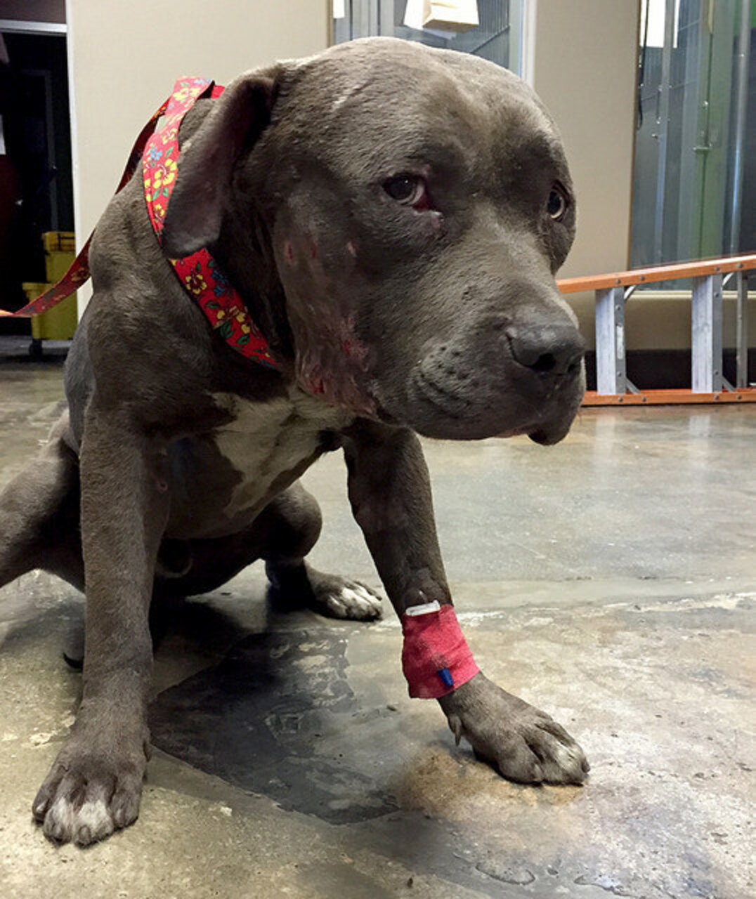 This Is What It Looks Like When A Dog Finally Gets A Home - The Dodo