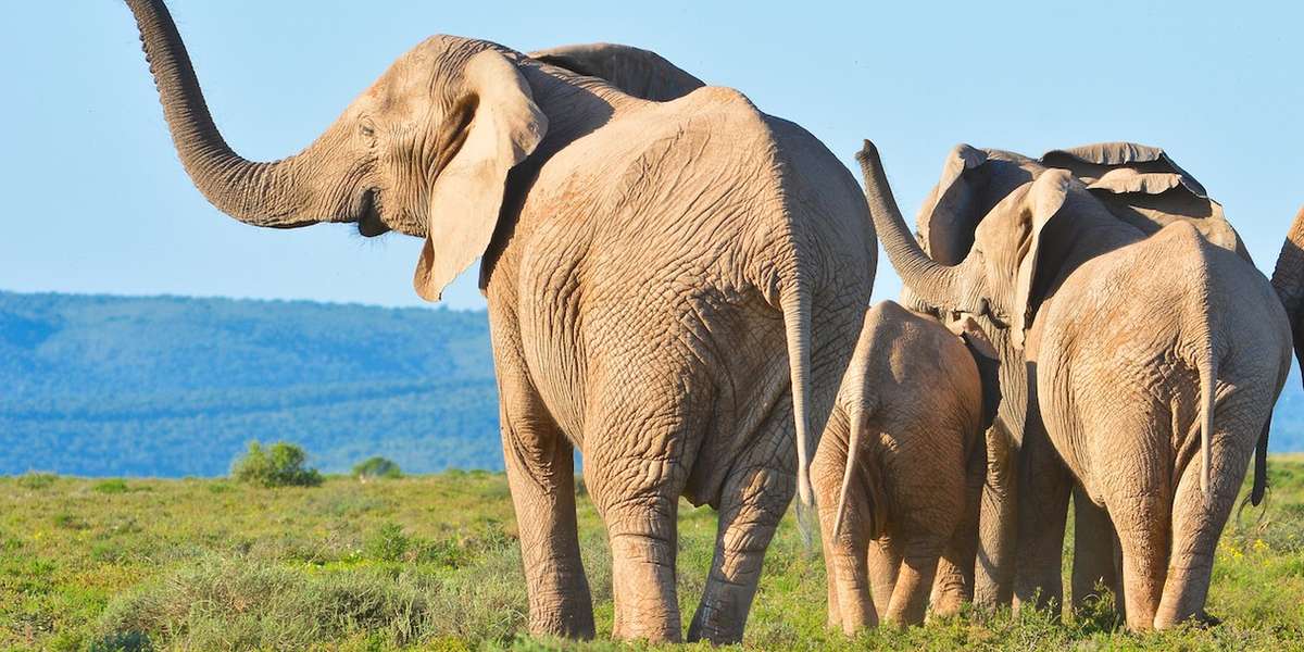HISTORIC: The World Just Took One Huge Step Forward For Elephants - The ...