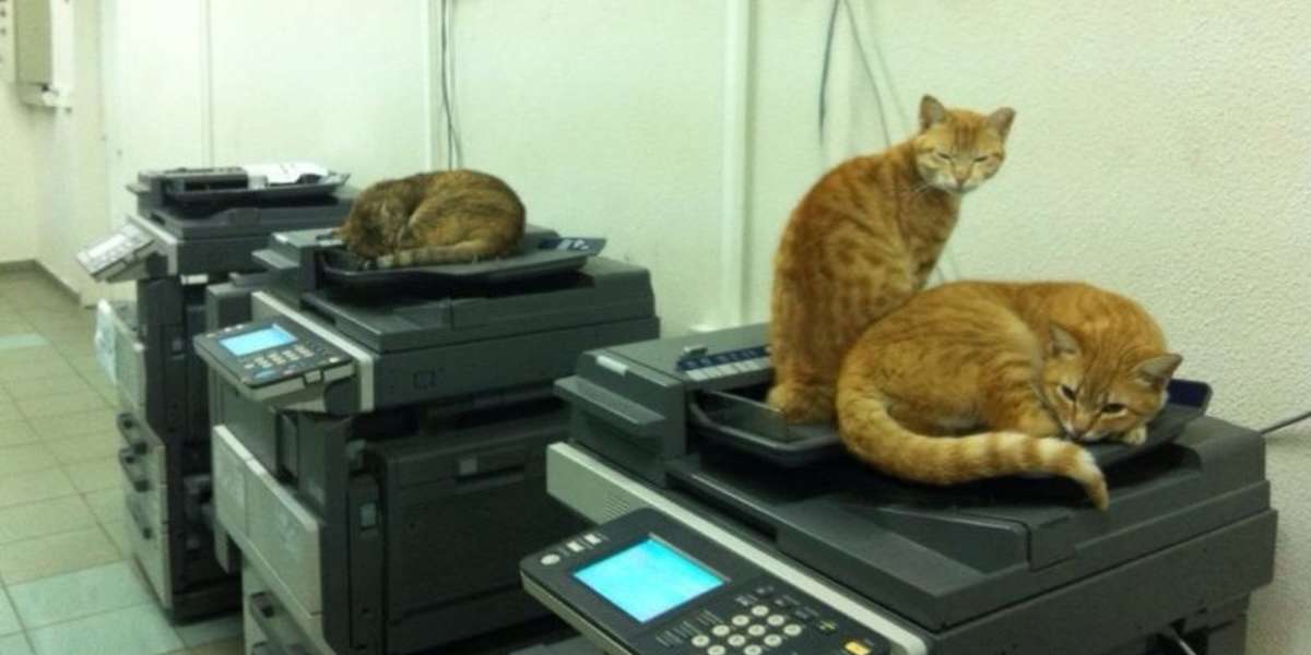 9 Pieces Of Work Advice From Cats - The Dodo