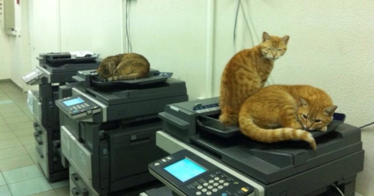 9 Pieces Of Work Advice From Cats - The Dodo