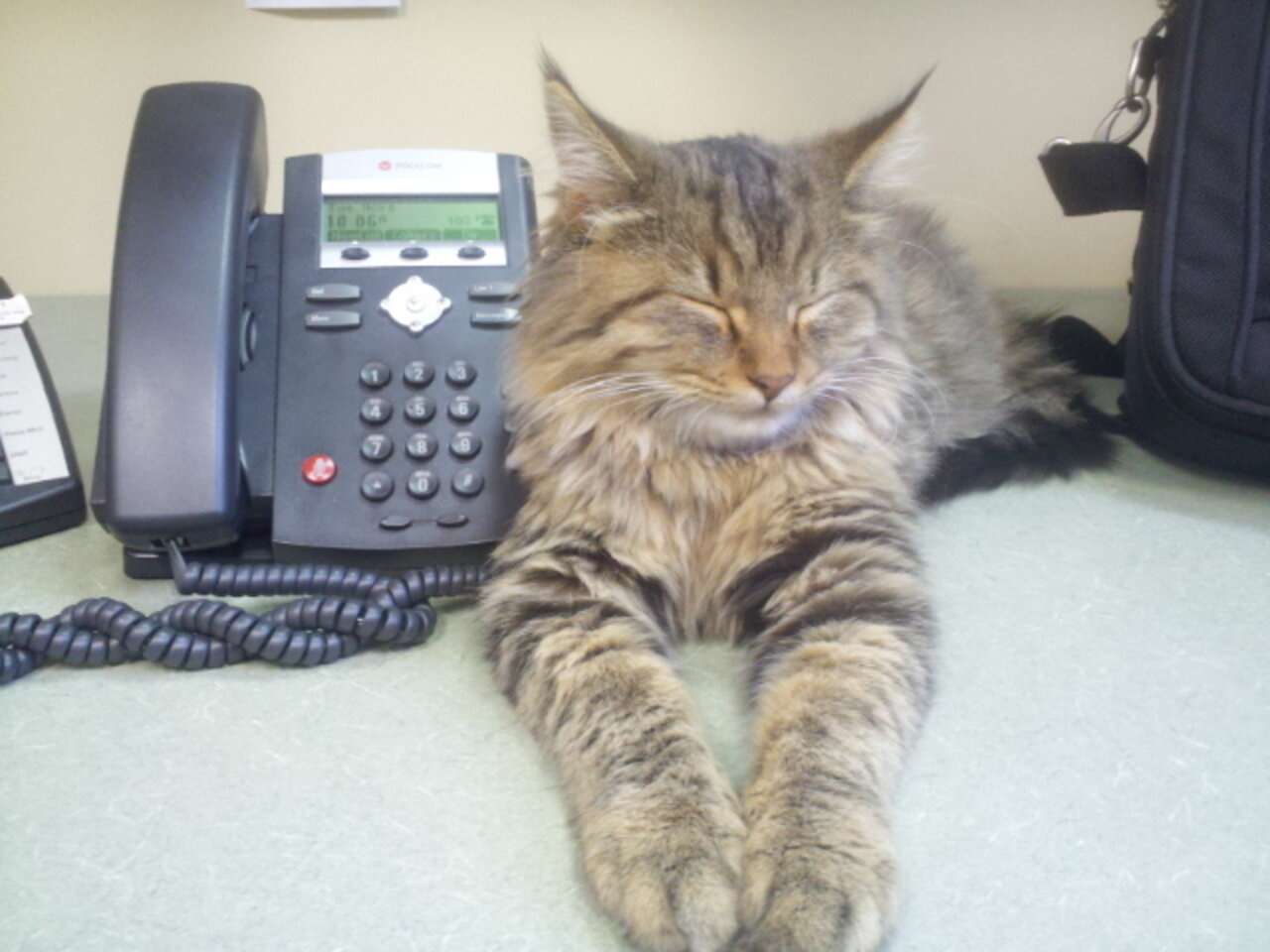 9 Pieces Of Work Advice From Cats - The Dodo