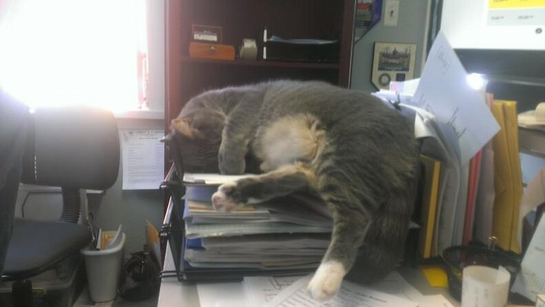 9 Pieces Of Work Advice From Cats - The Dodo