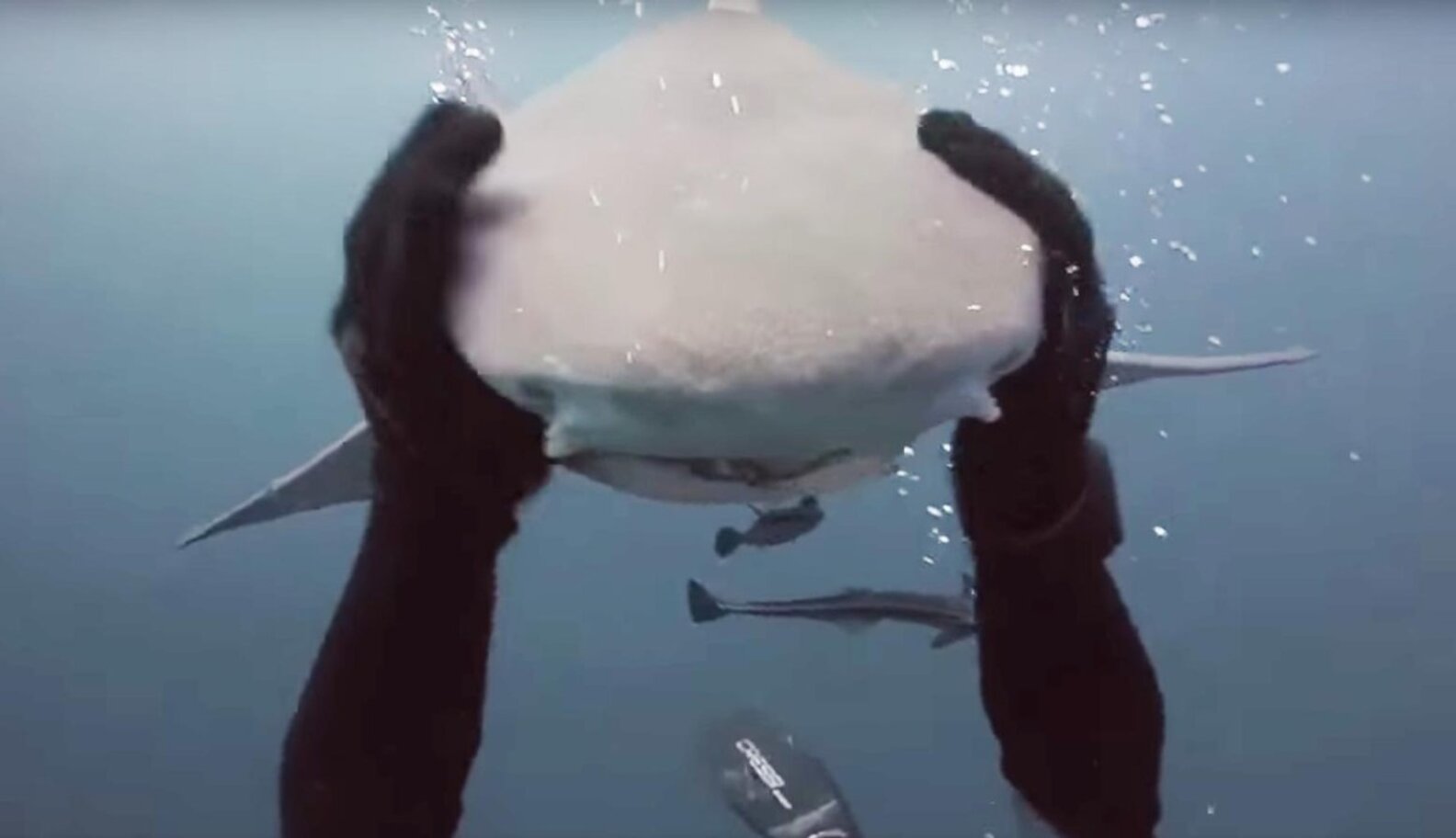 Shark Swims Up To Divers Every Day Asking To Be Pet - The Dodo