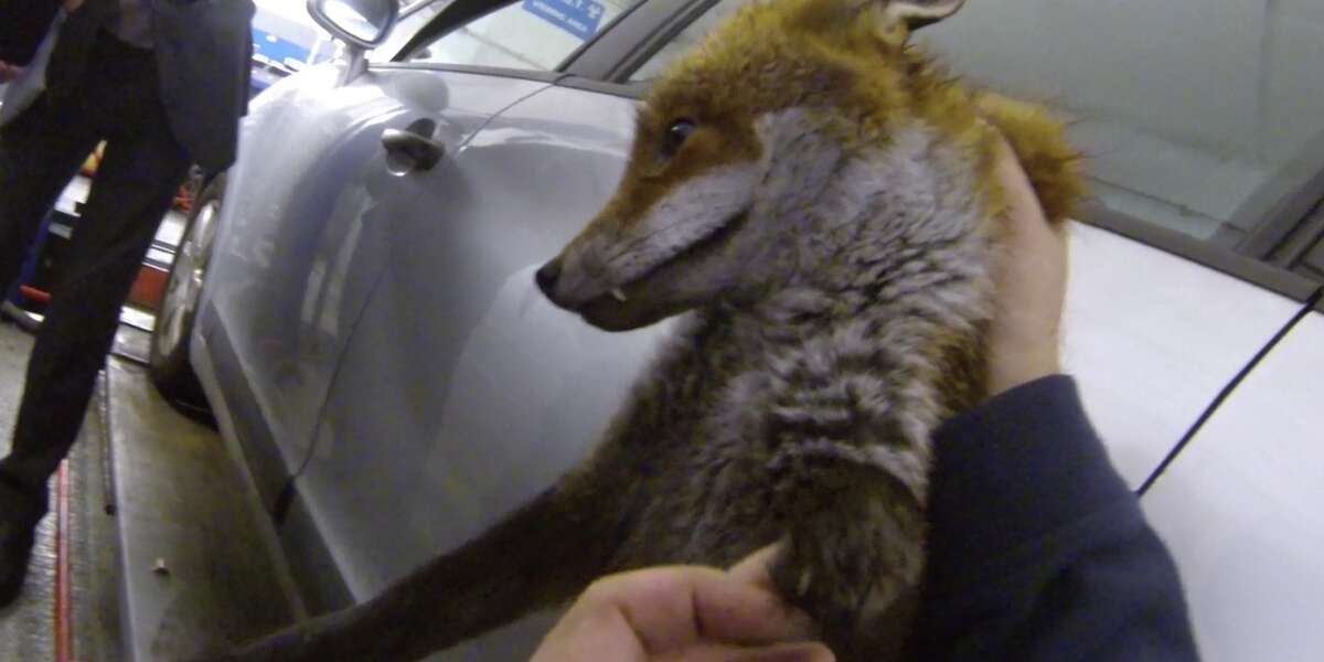Injured Fox Hiding Under A Car Won't Even Move For Sausages - The Dodo