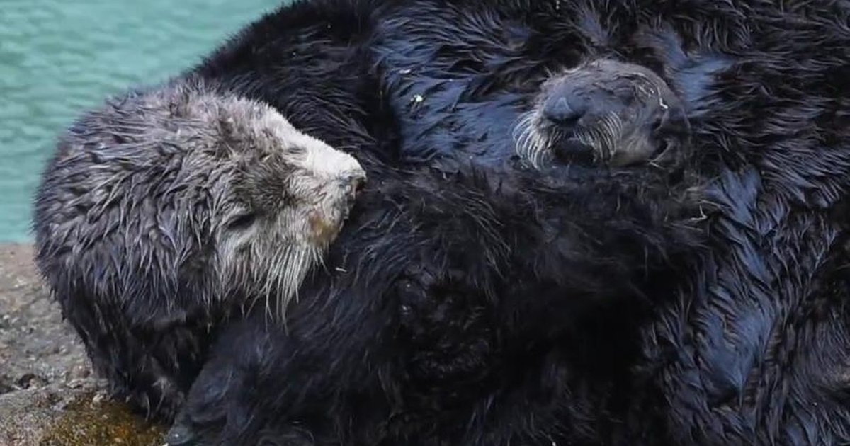 Sea Otter Mom Finds The Perfect Spot To Have Her Baby - The Dodo