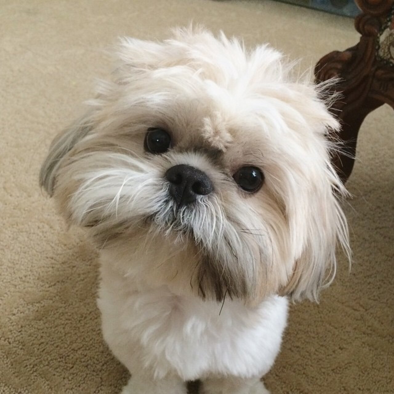 Meet The Pups Who've Mastered The Head Tilt - The Dodo