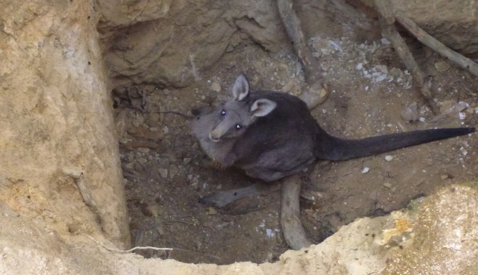 Man Climbs Down Mine Shaft To Save Trapped Kangaroo - The Dodo