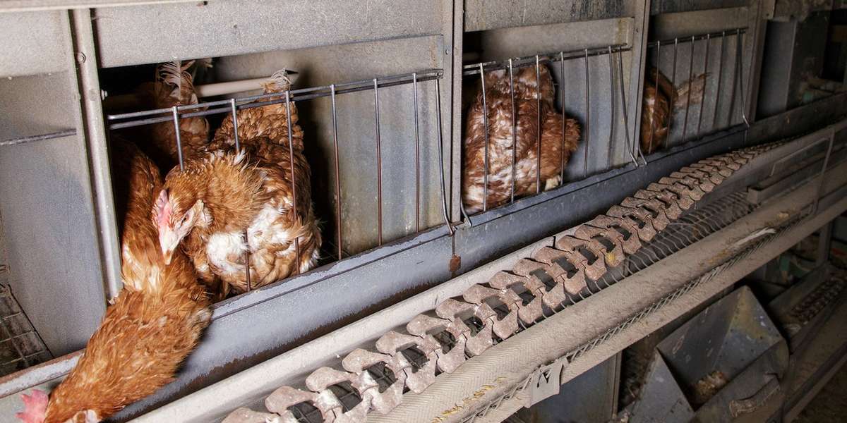 Scalding Live Chickens Is An Accepted Brutal Business Model - The Dodo