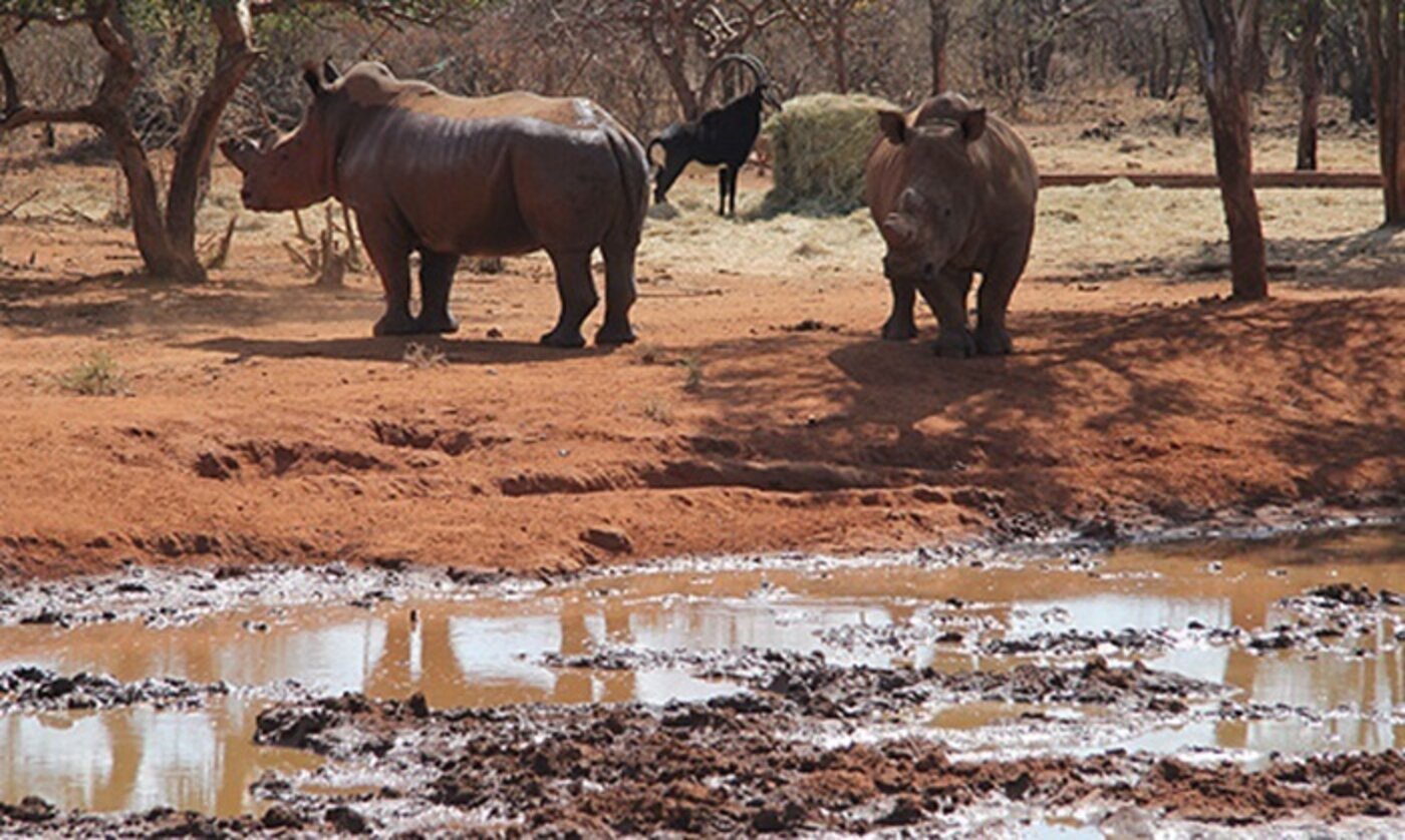 America's Poaching Kingpin Faces Charges - The Dodo