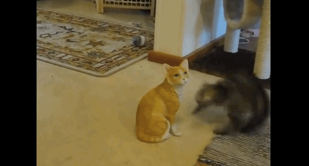 Tough Kitten Tries To Intimidate Cat Statue - The Dodo