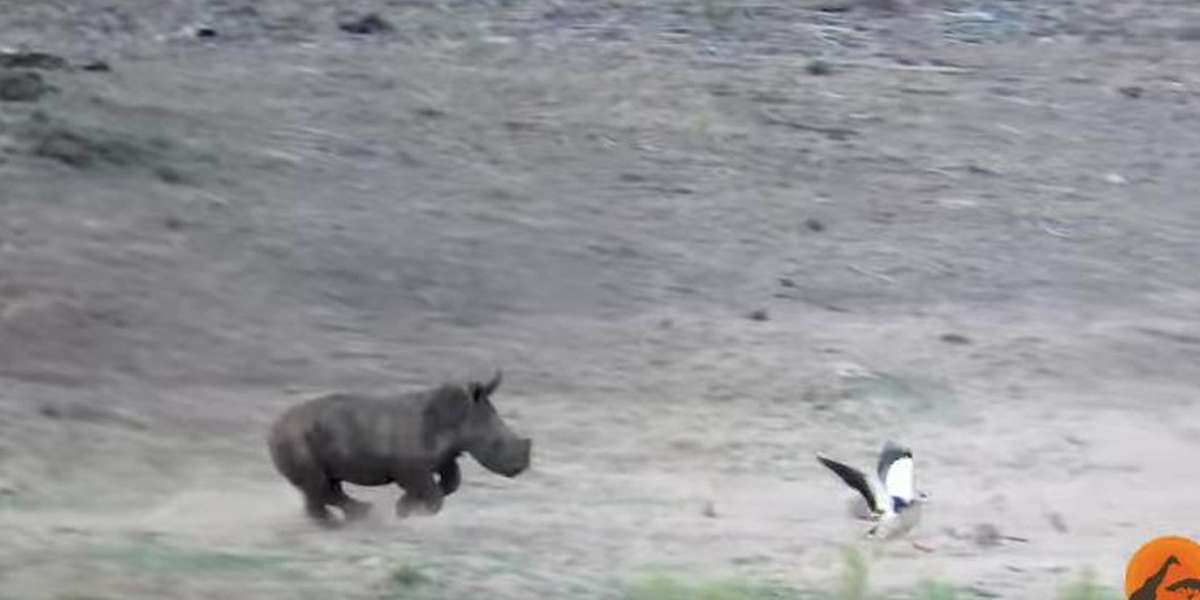 Baby Rhino Sees Birds, Can't Stop Chasing Them - The Dodo