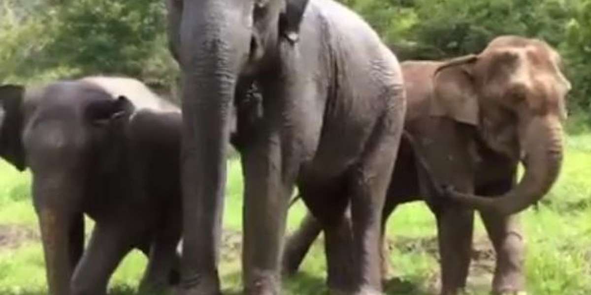Rescued Elephant Reunites With Friend And Literally Shouts With Joy ...