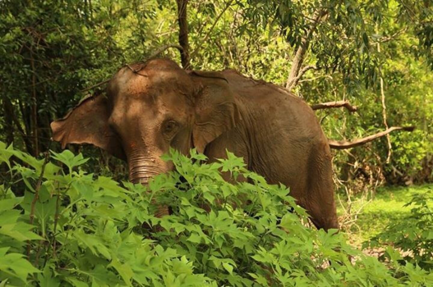 Rescued Elephant Reunites With Friend And Literally Shouts With Joy ...