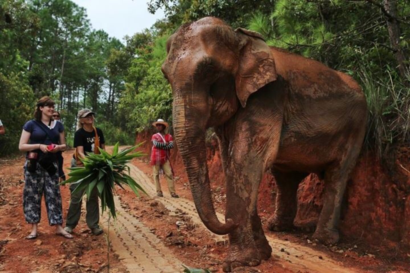 Rescued Elephant Reunites With Friend And Literally Shouts With Joy ...
