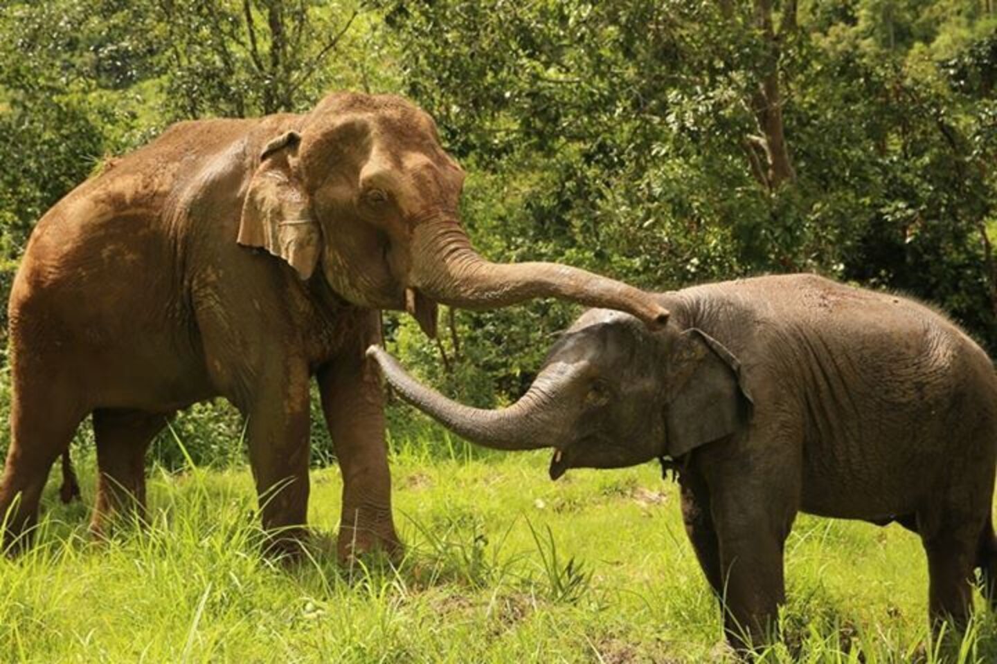 Rescued Elephant Reunites With Friend And Literally Shouts With Joy ...
