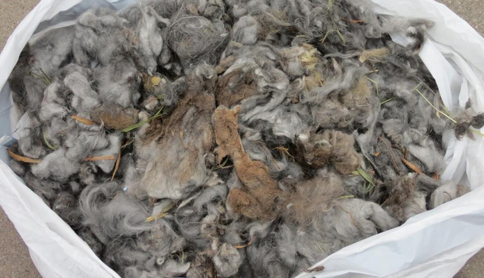 Neglected Rabbit With Matted Fur Gets A Shave And Lots Of Sweaters ...