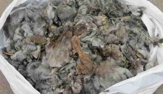 Neglected Rabbit With Matted Fur Gets A Shave And Lots Of Sweaters The Dodo