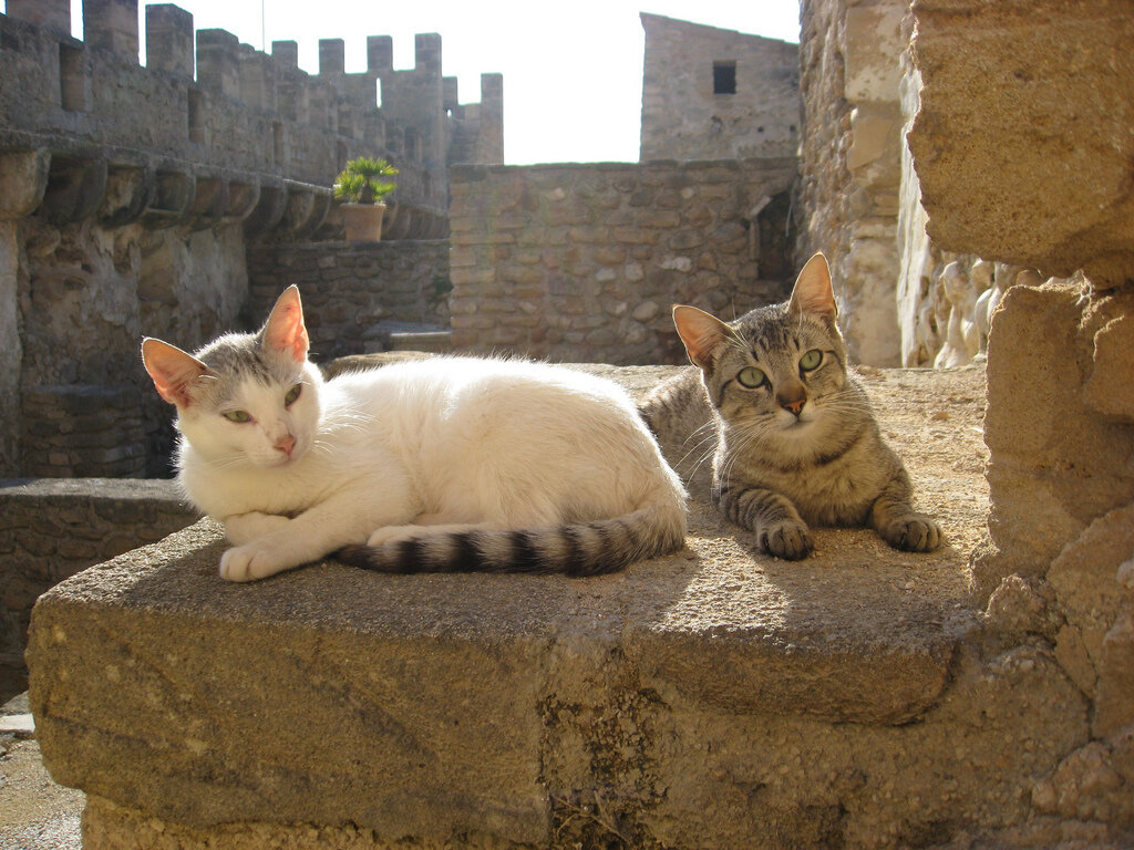 18 Regal Cats Who Would Win The Game Of Thrones - The Dodo