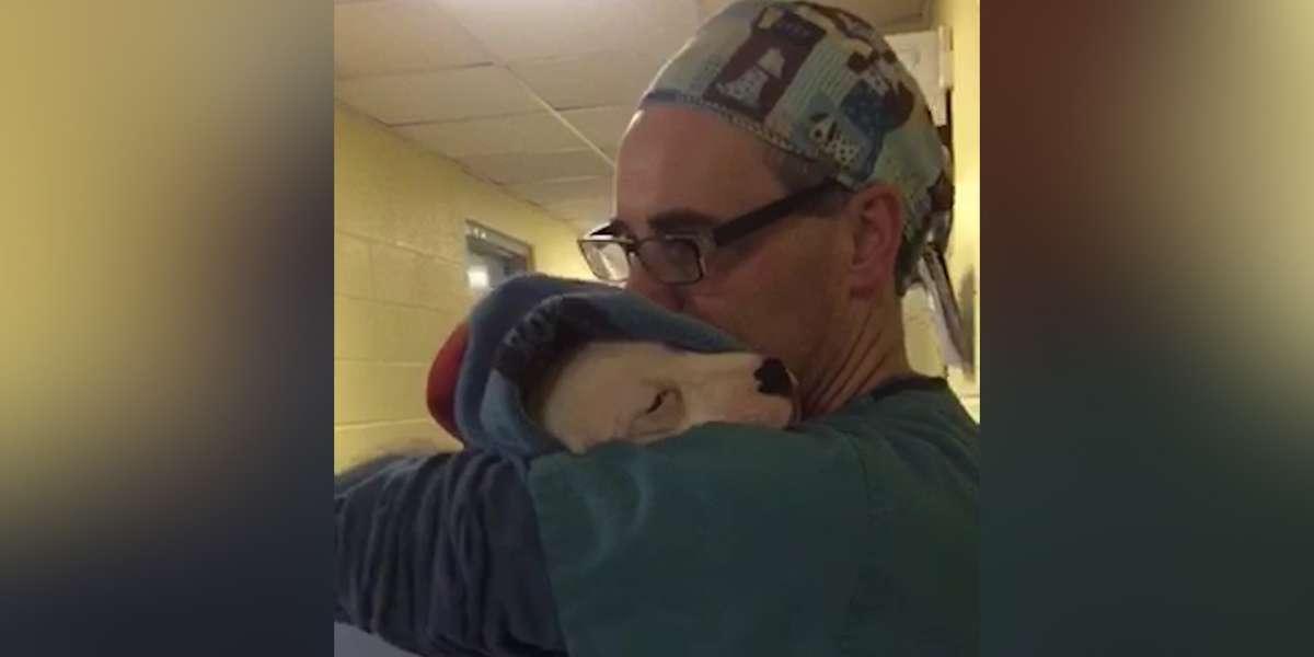 Man Rocks Puppy Like A Baby To Calm Her After Surgery - The Dodo