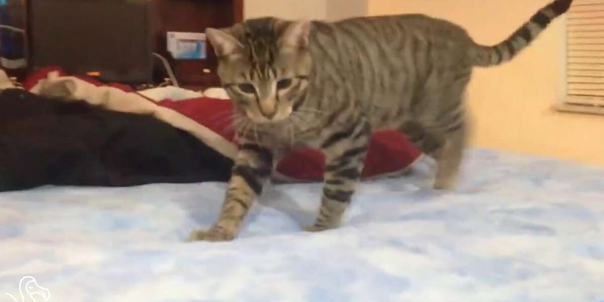WATCH: Cats On Waterbeds - The Dodo