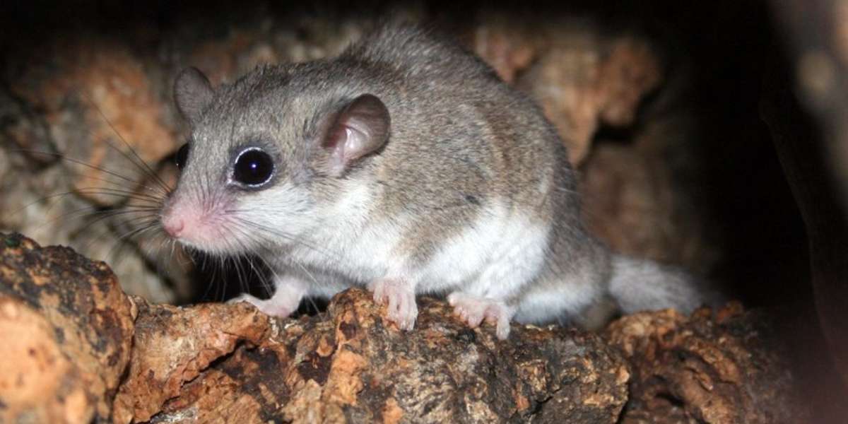 Oddball Underdogs: 7 Animals With Bizarre Defense Mechanisms - The Dodo