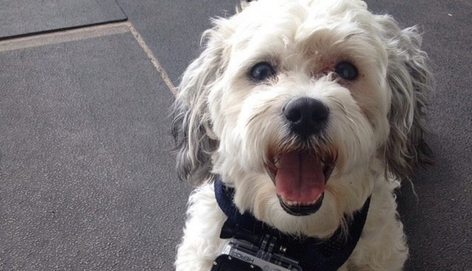 Brewers New Mascot, A Stray Puppy, Arrives Safely In Milwaukee - The Dodo