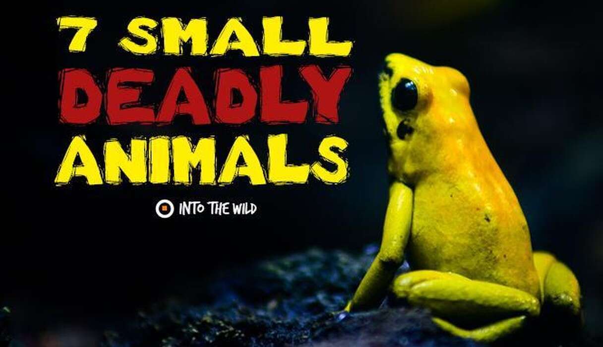 Small But Deadly Animals