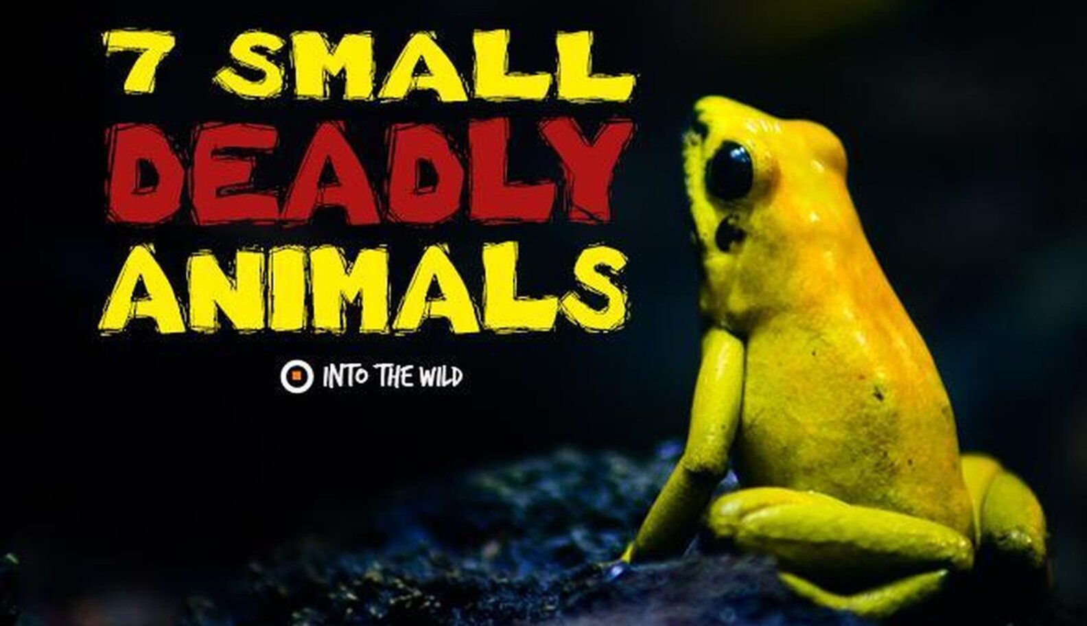 7 Small Deadly Animals - The Dodo