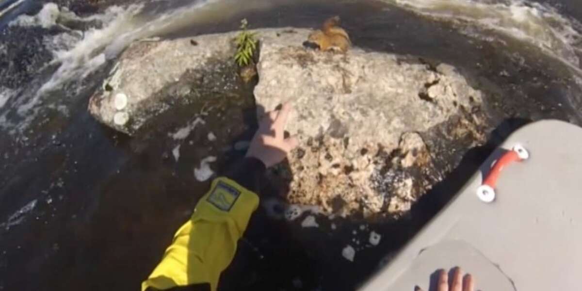 Stranded Squirrel Rescued By A Kindhearted River Boarder - The Dodo