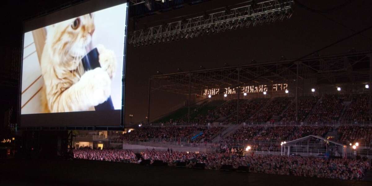 The Nominees For This Year's Golden Kitty Award Have Been Revealed And ...