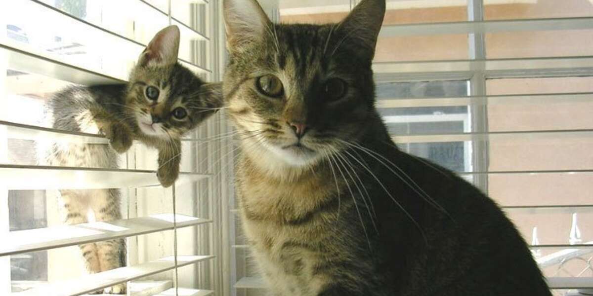 Cat Mischief 101: 14 Kittens Learning Important Lessons From Their ...