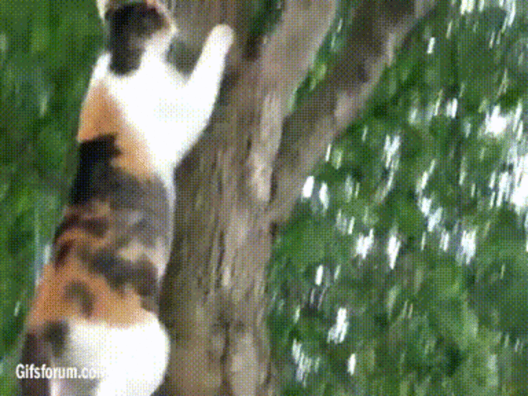 Cat Mischief 101: 14 Kittens Learning Important Lessons From Their ...