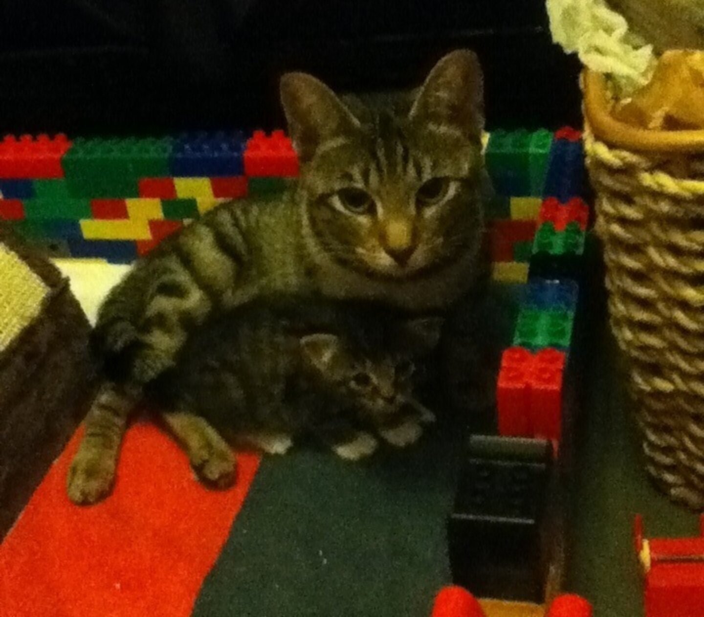 Cat Mischief 101: 14 Kittens Learning Important Lessons From Their ...