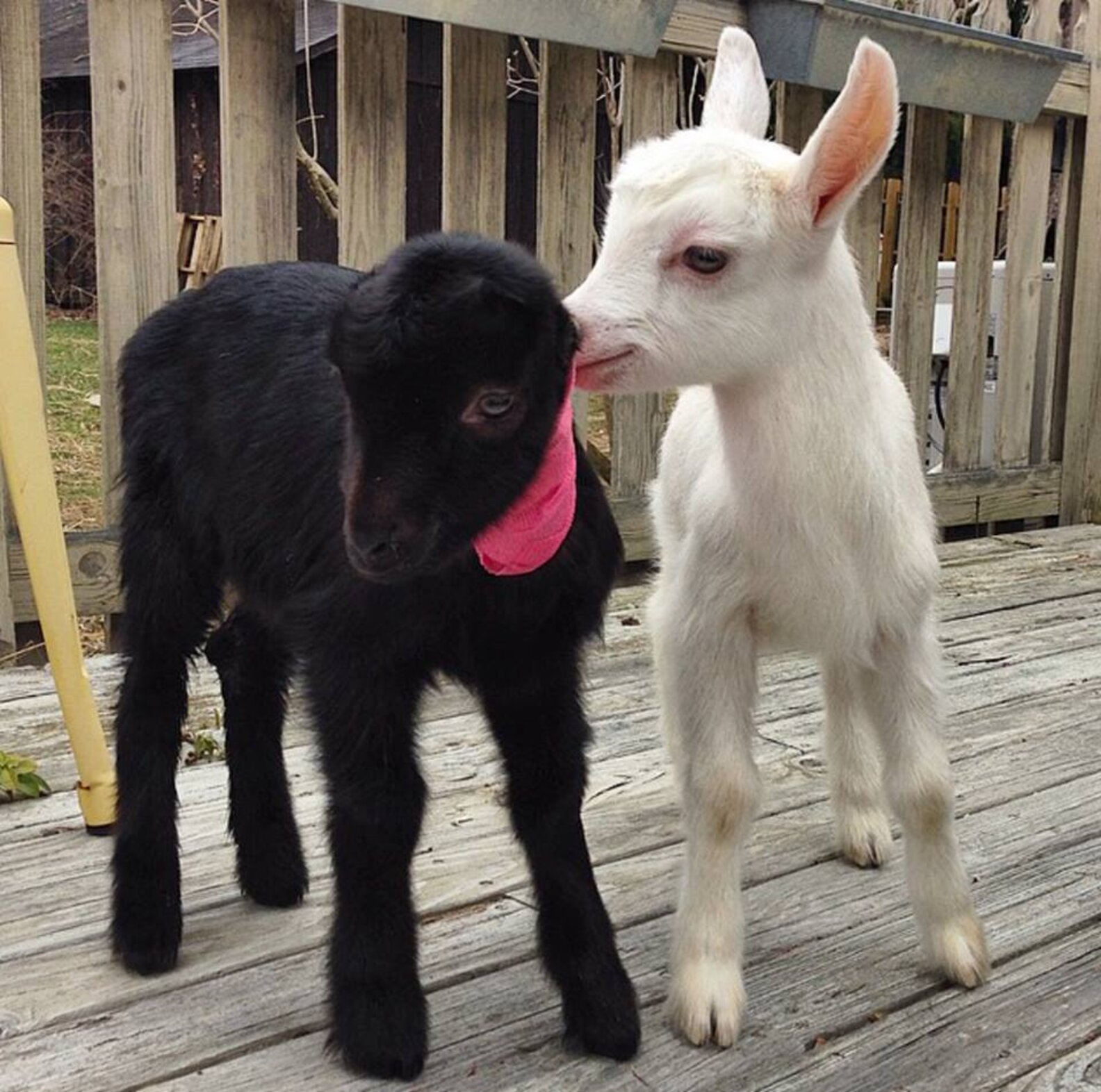 Hundreds Of Animals Rescued From Nightmare Farm Covered In 'Carpet Of ...