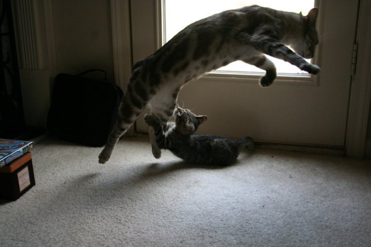 Cat Mischief 101: 14 Kittens Learning Important Lessons From Their ...