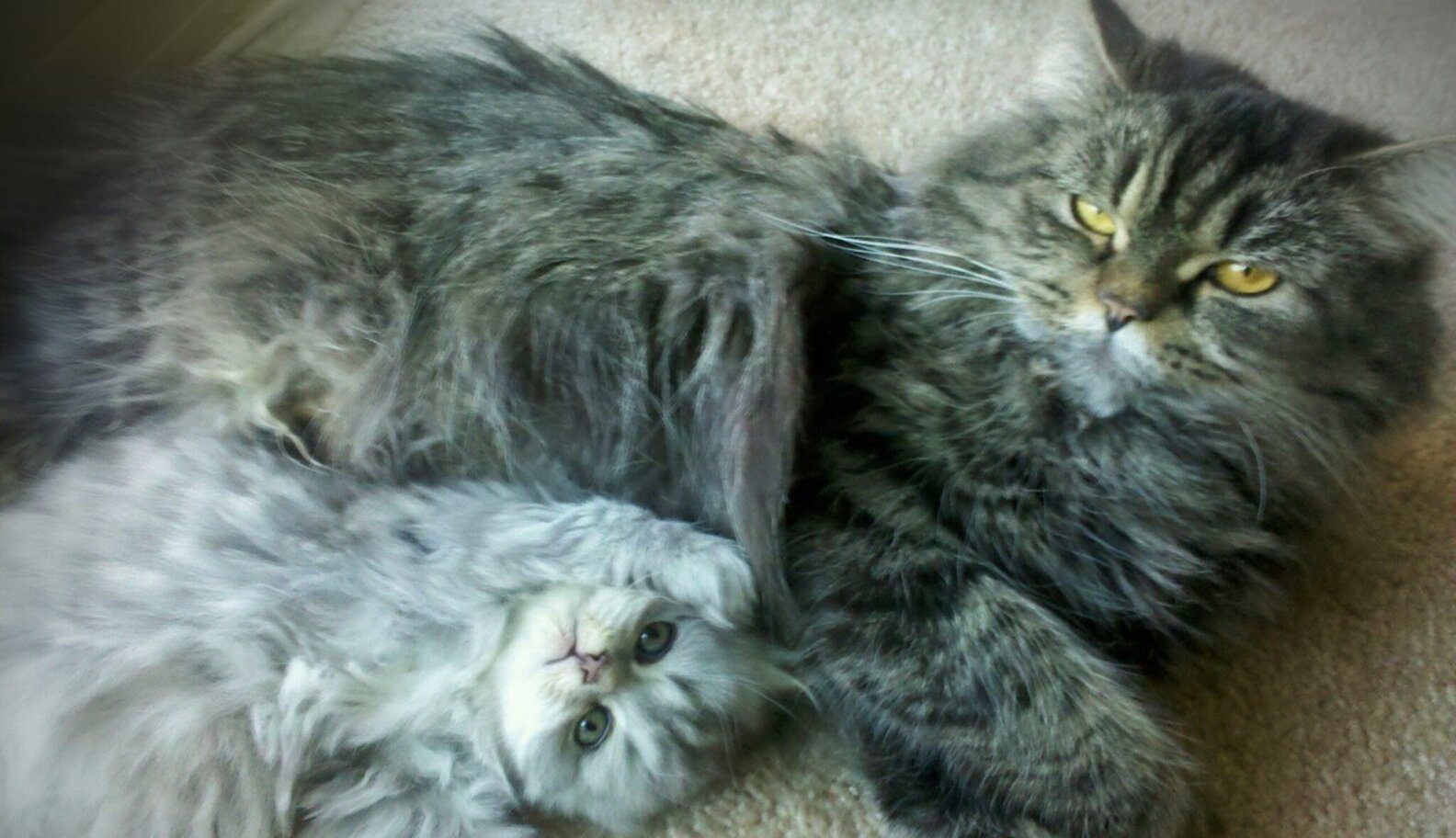 Cat Mischief 101: 14 Kittens Learning Important Lessons From Their ...