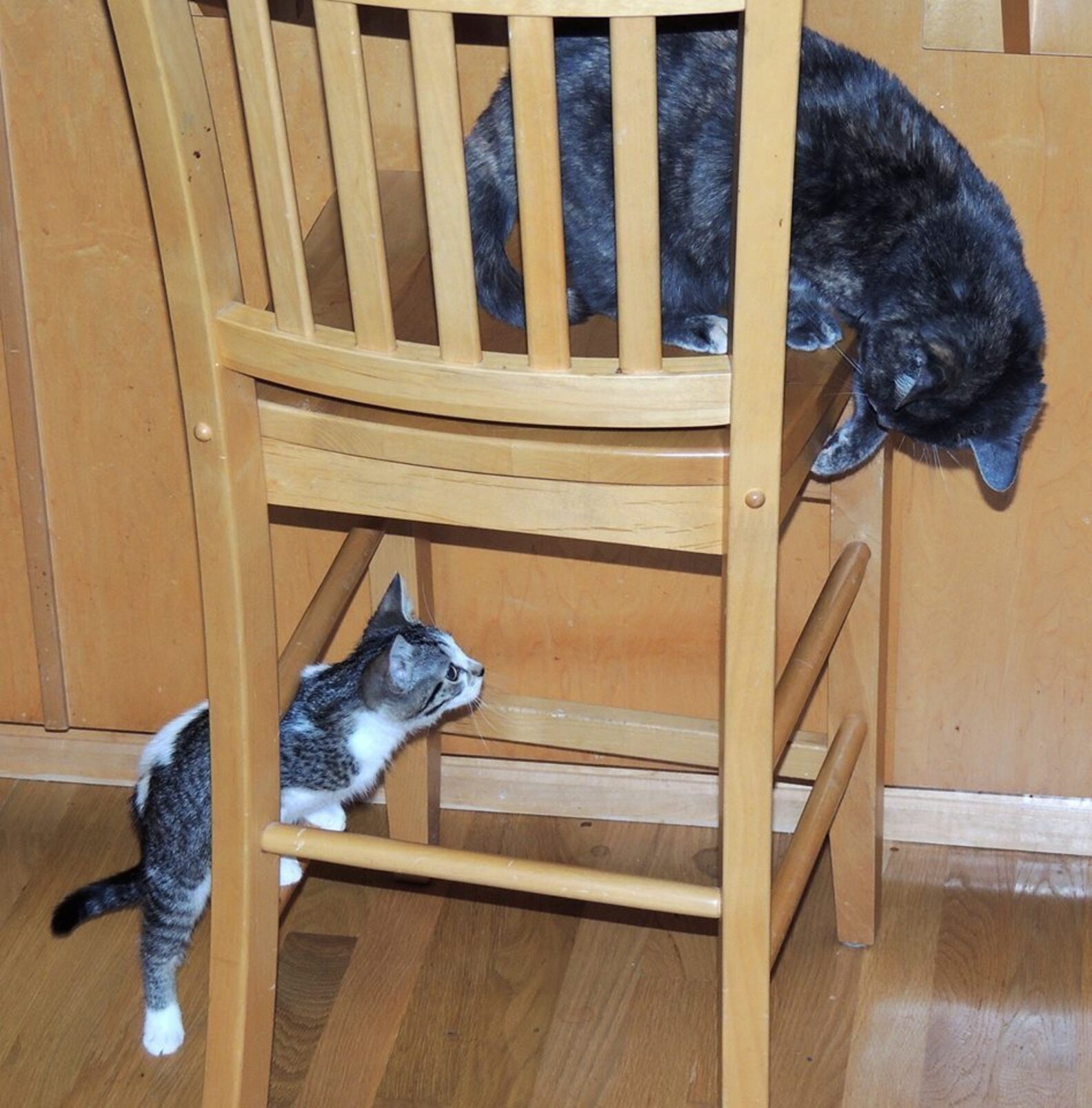 Cat Mischief 101: 14 Kittens Learning Important Lessons From Their ...