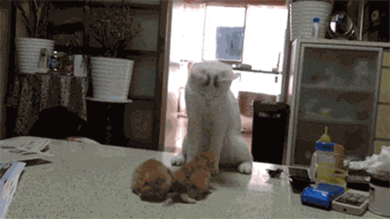 Cat Mischief 101: 14 Kittens Learning Important Lessons From Their ...