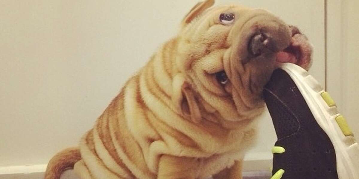 10 Tips For Snack Time — From Puppies - The Dodo