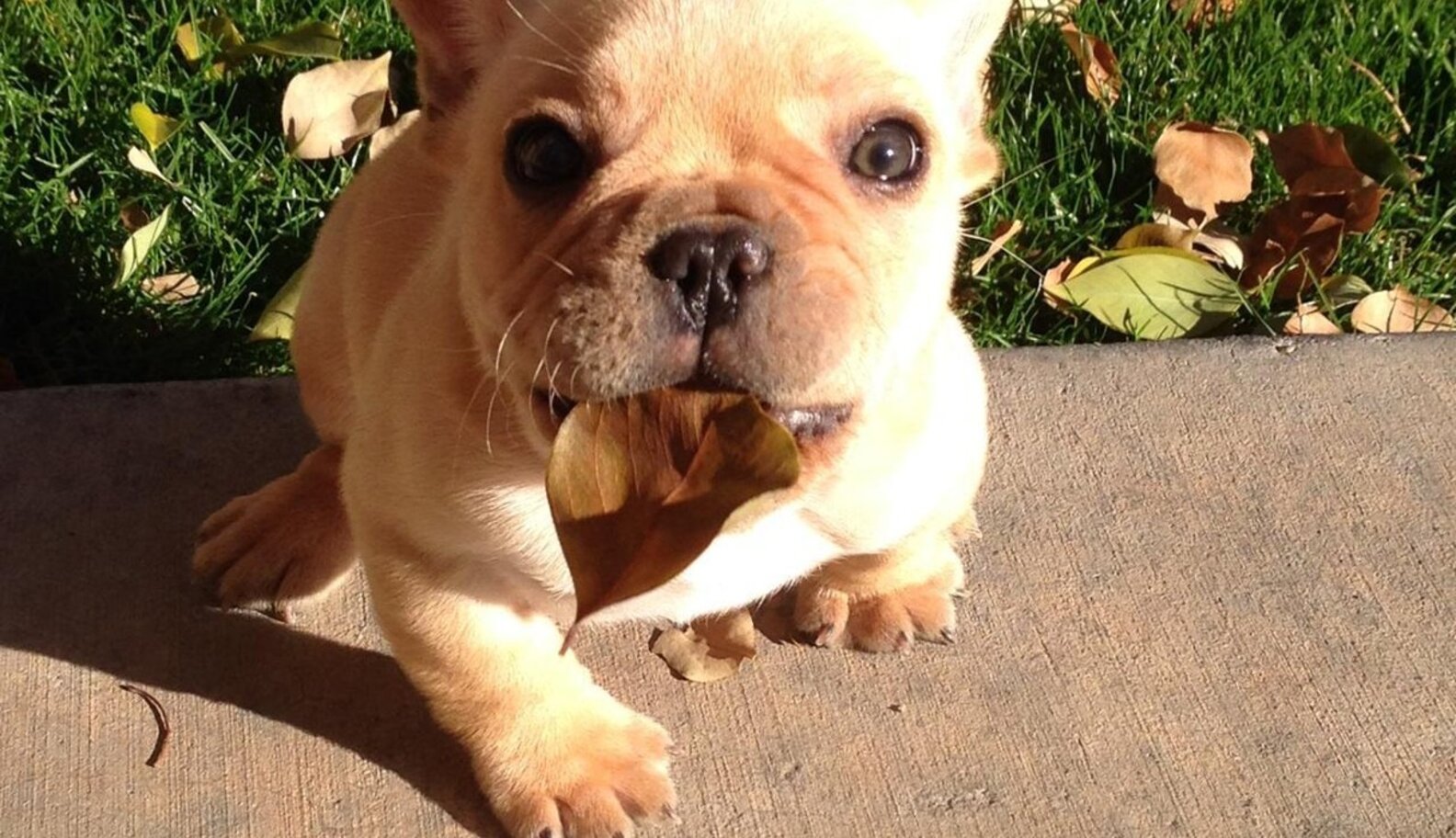 10 Tips For Snack Time — From Puppies - The Dodo