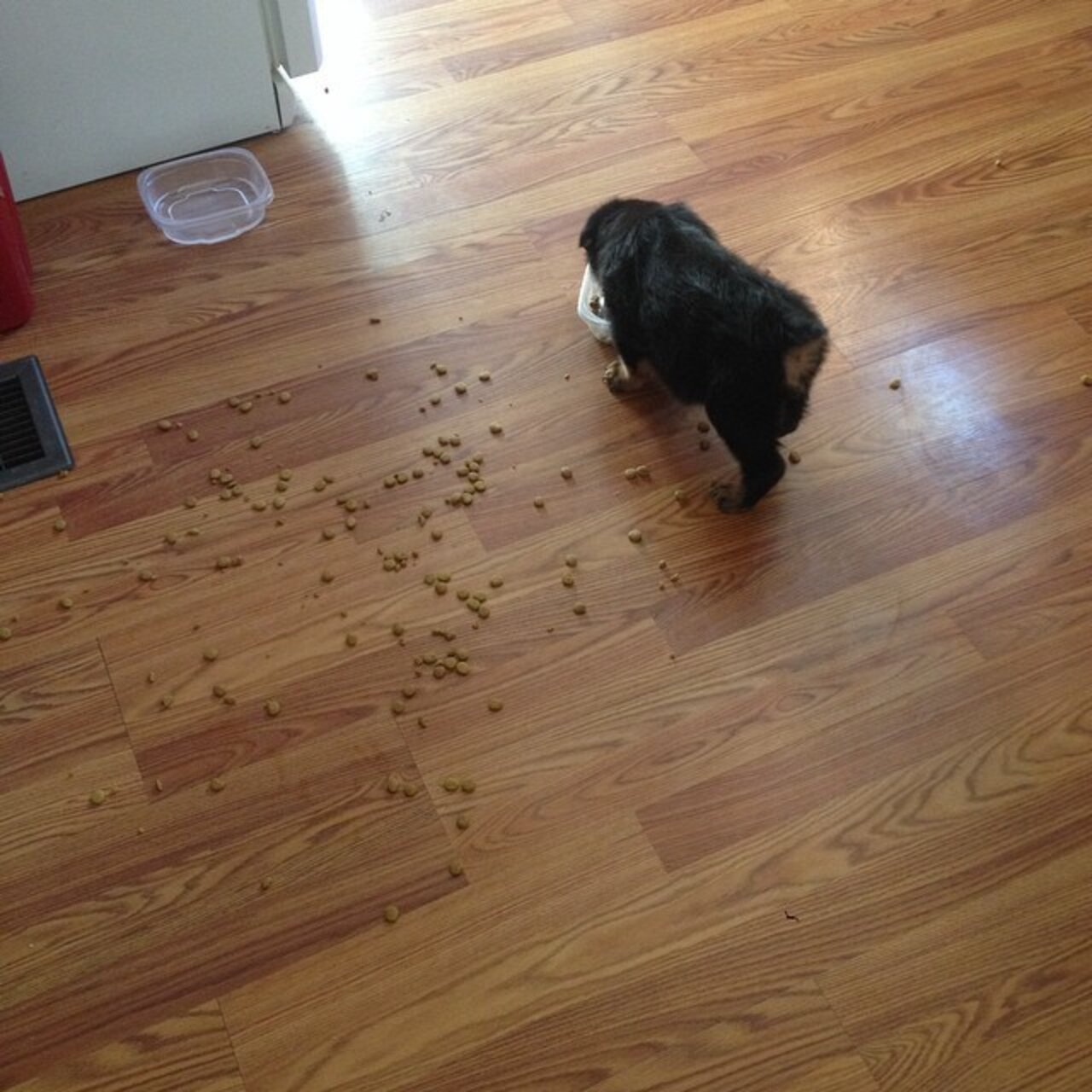 10 Tips For Snack Time — From Puppies - The Dodo