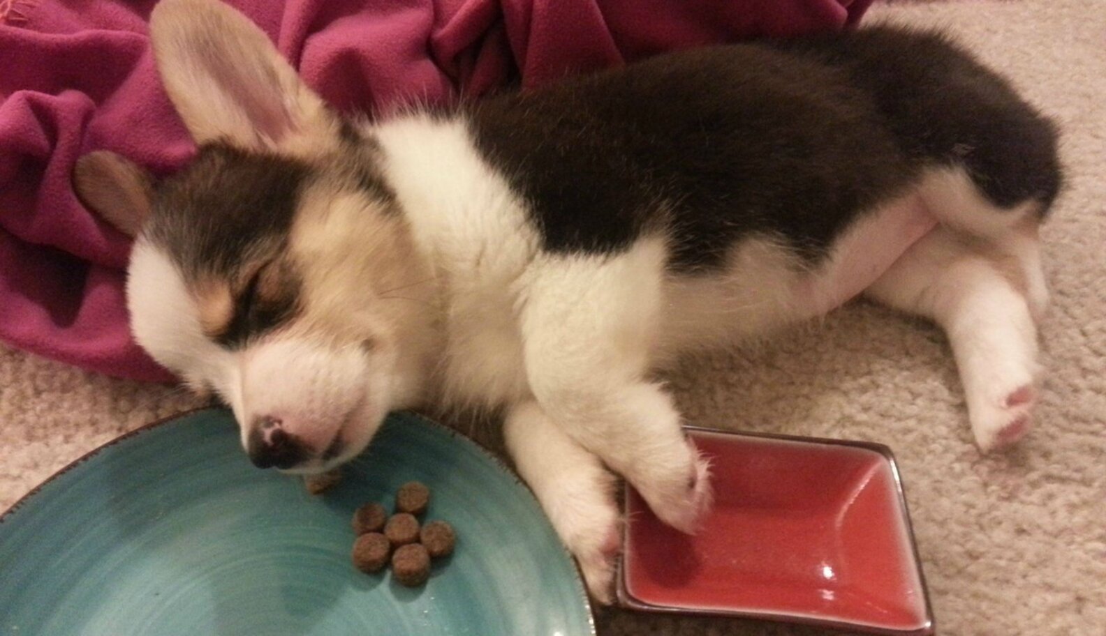 10 Tips For Snack Time — From Puppies - The Dodo