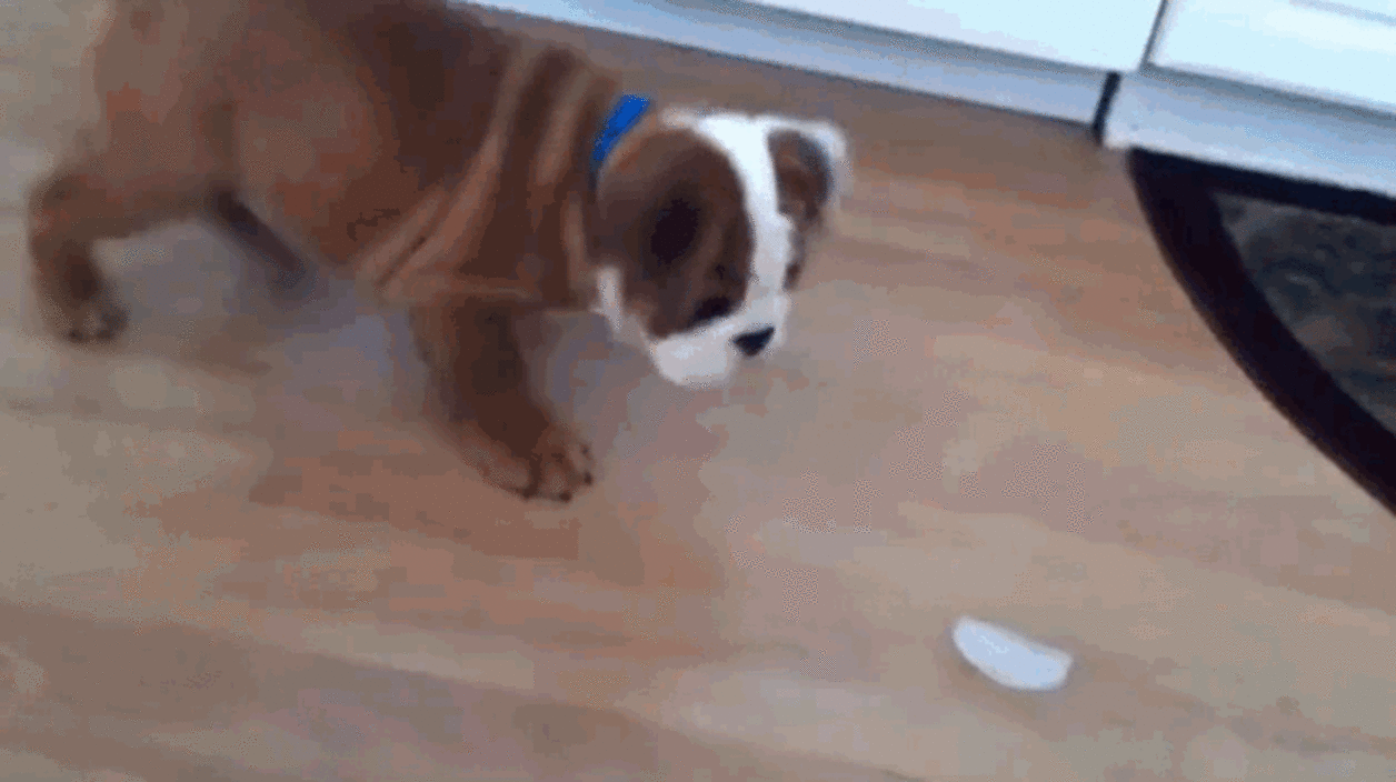 Feisty Bulldog Puppy Takes On A New Enemy: The Ice Cube - The Dodo
