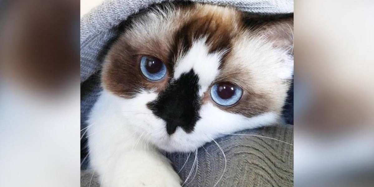 Tiny Cat Has Huge Personality - Videos - The Dodo