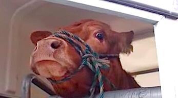 Terrified Cow Sheds Tears ... Until She Realizes Where She's Going ...