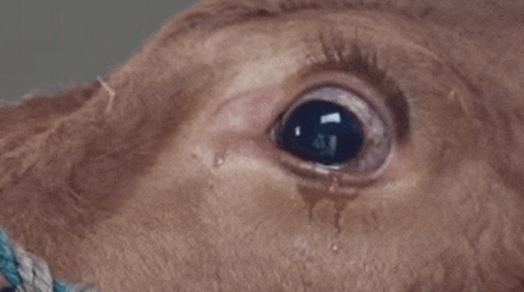 Terrified Cow Sheds Tears ... Until She Realizes Where She's Going ...