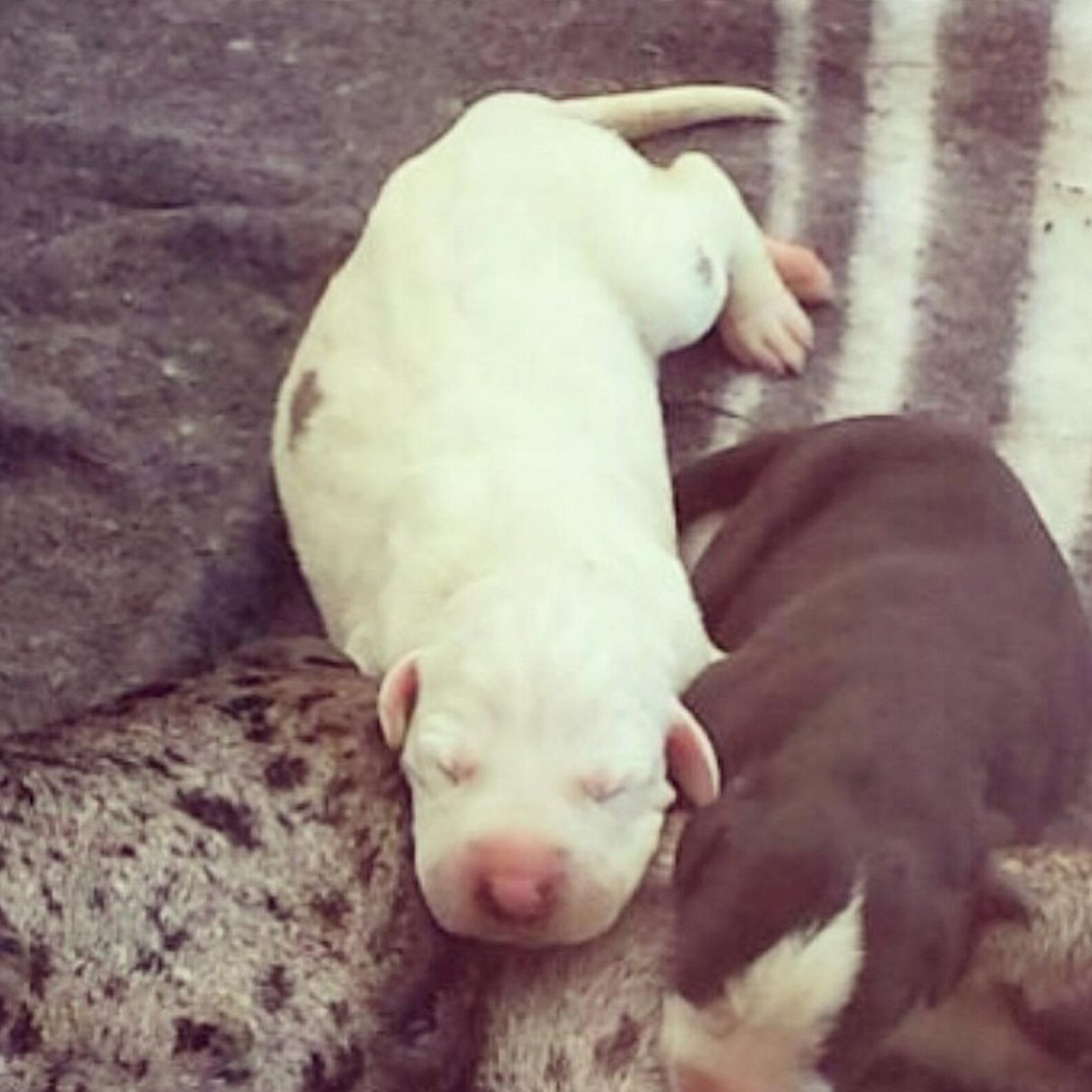 This Dog Was Given Little Time To Live — But Each Happy Moment Is ...